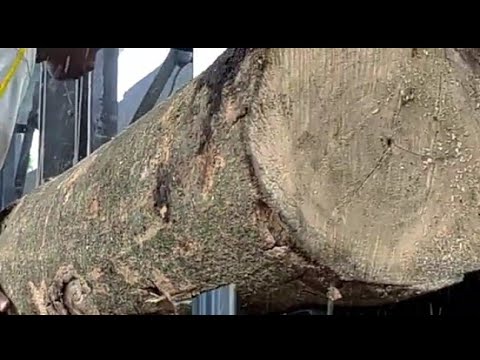 woodworking.menggergaji kayu paling empuk dan ringan disawmill pesanan raja arab