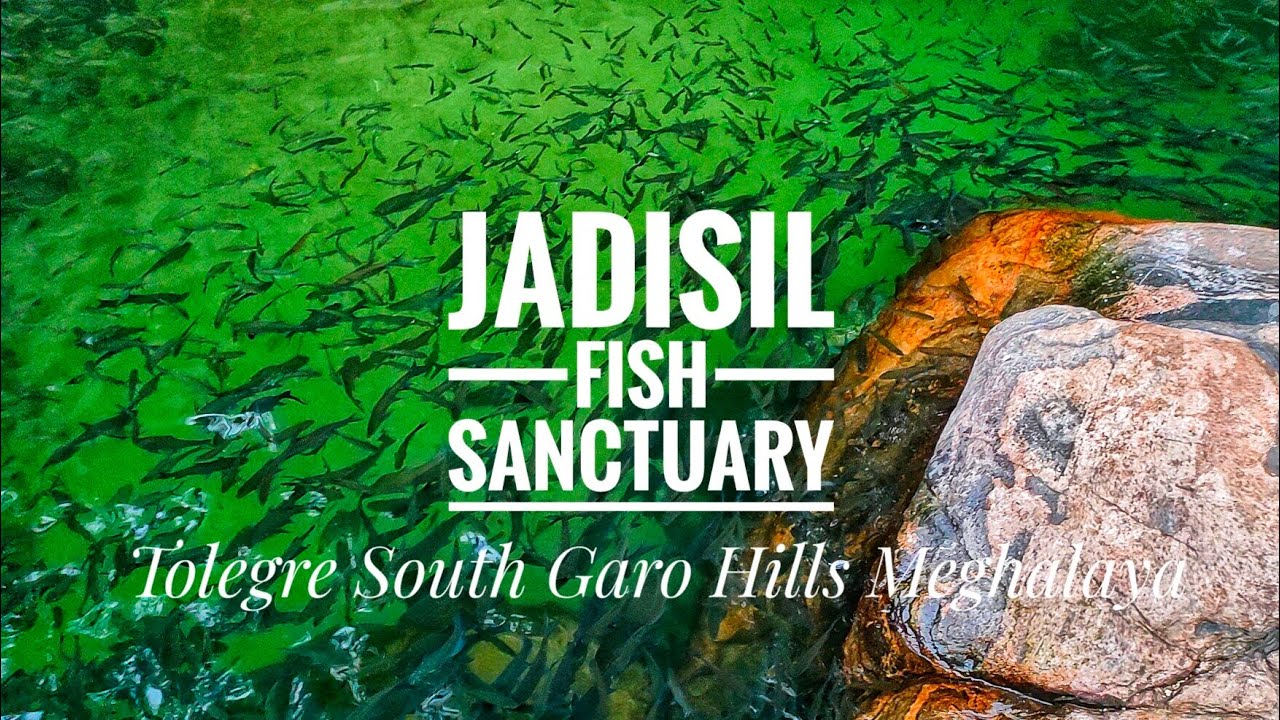 Jadisil Fish Sanctuary || Tolegre South Garo Hills Meghalaya - YouTube