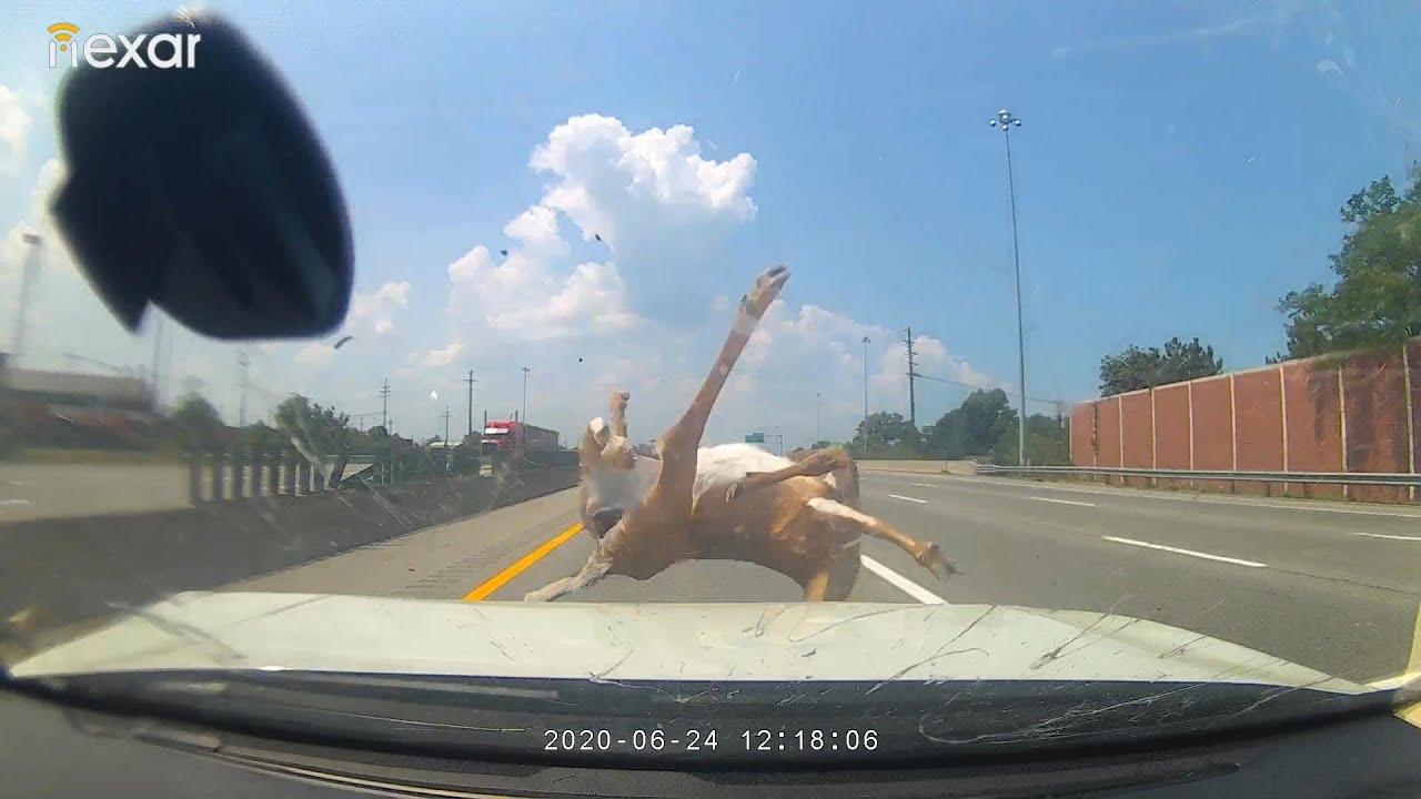 Deer Vs Car 2020 - YouTube