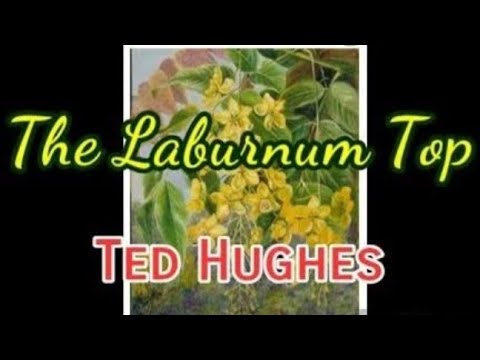 Class 11. The Laburnum Top by Ted Hughes - YouTube