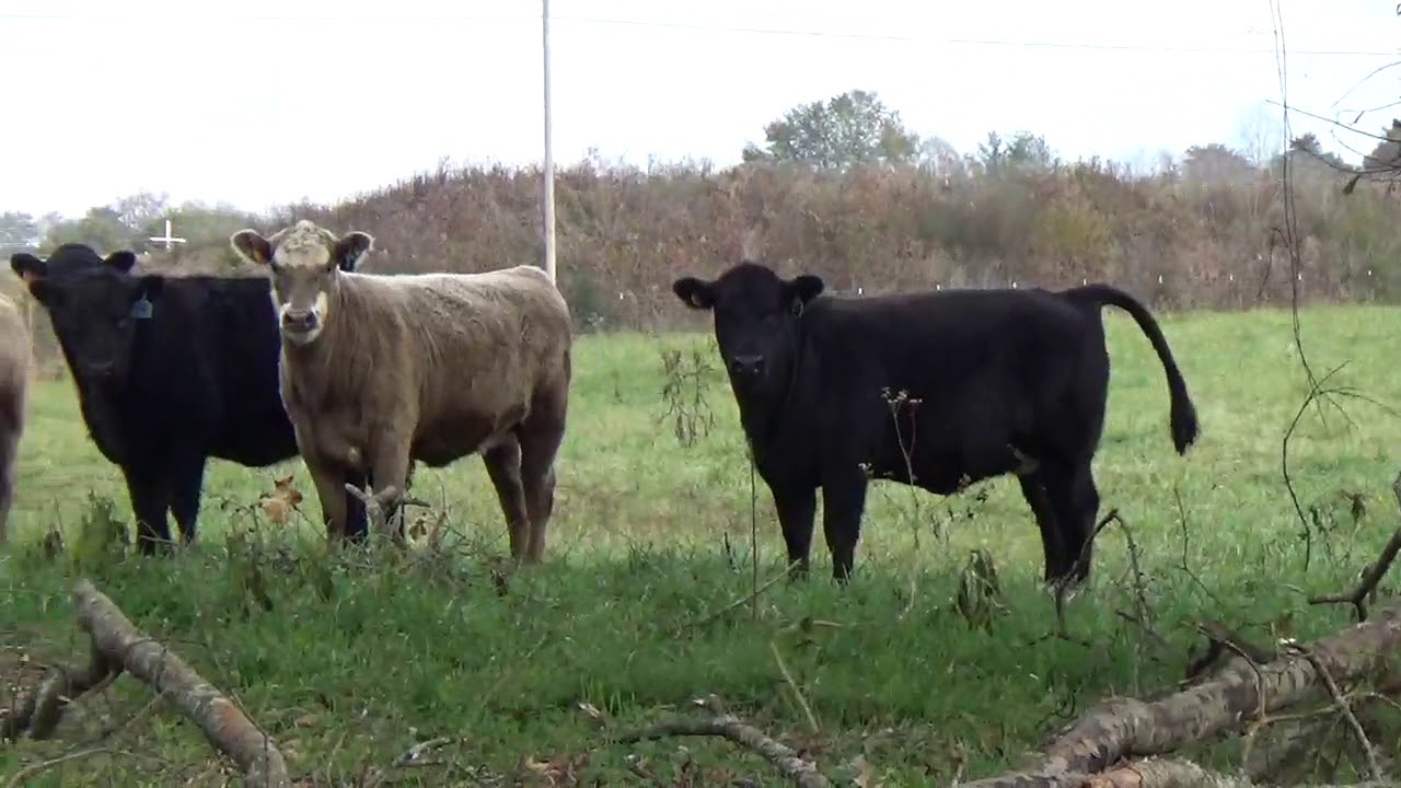 96 Heifers Arab Livestock Market 11-28-17 - YouTube