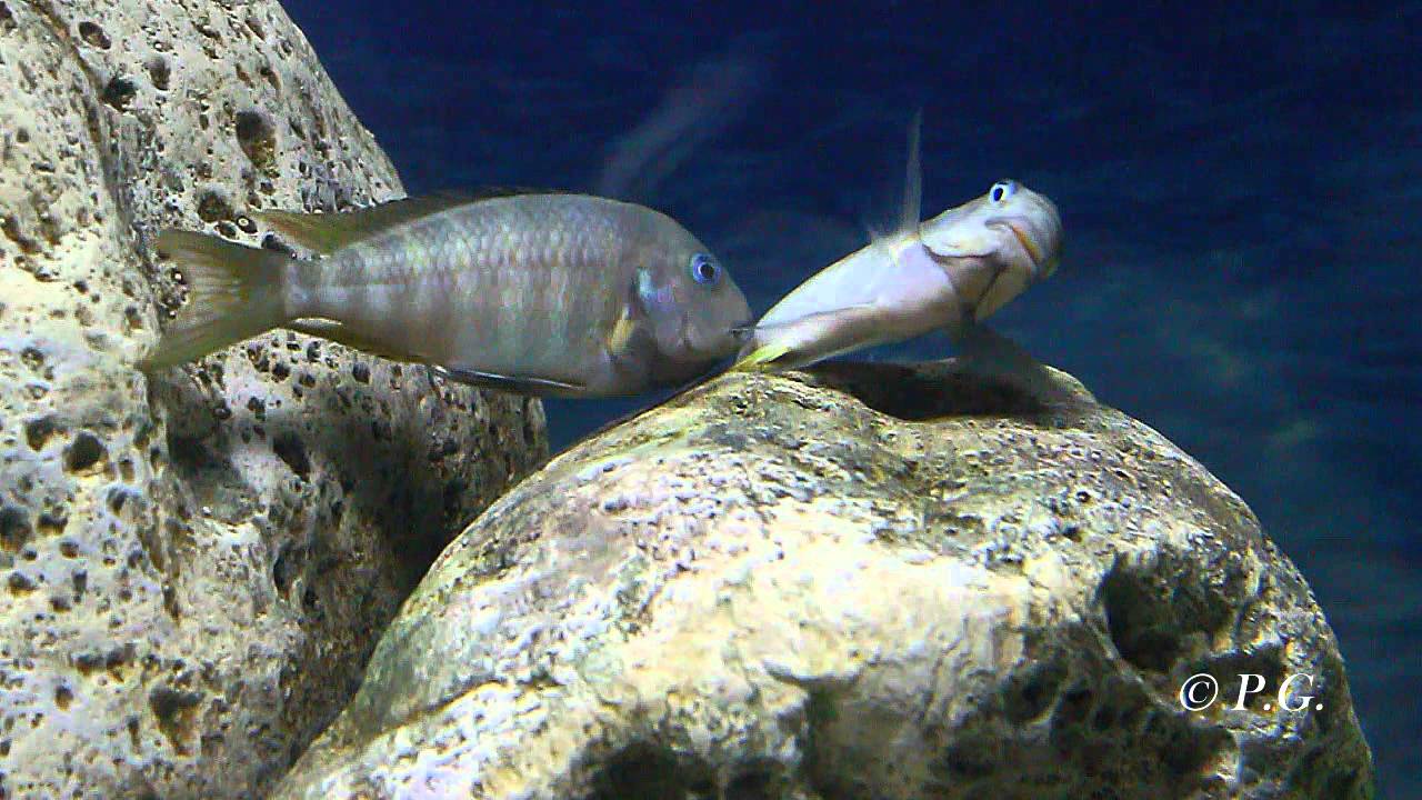Tropheus annectens Polli spawn - YouTube