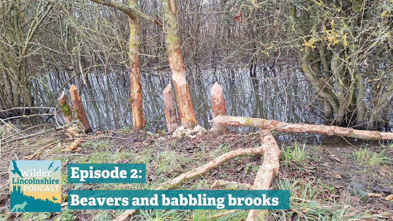 Interview with Hannah Dale from Wild Wrendale - YouTube