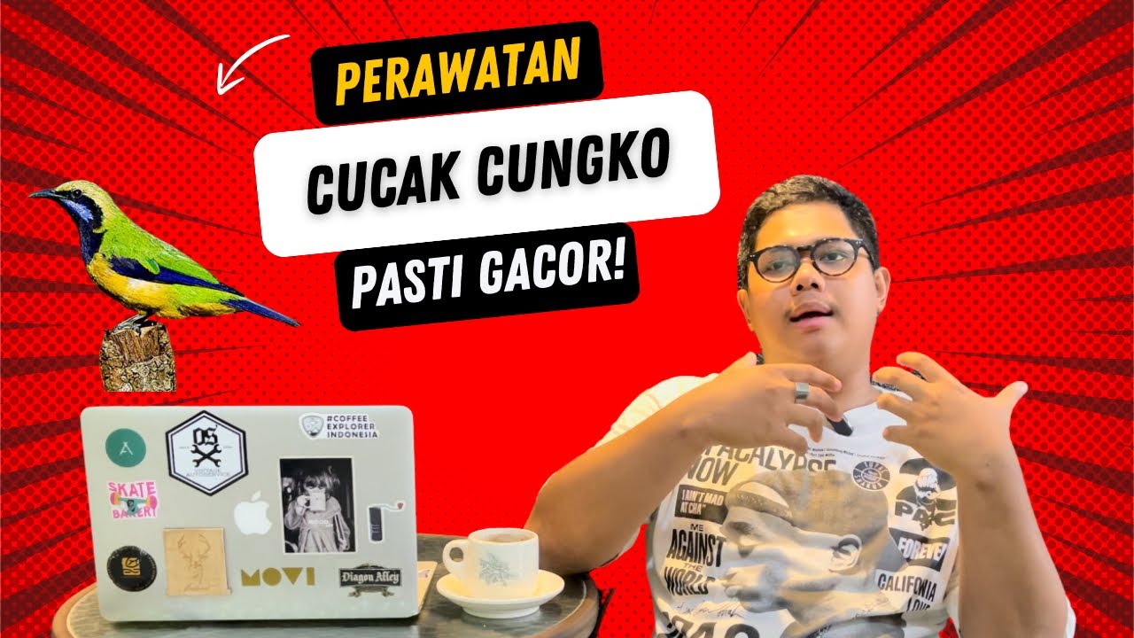 Perawatan Harian Cucak Cungko Agar Gacor Setiap Hari ‼️ - YouTube