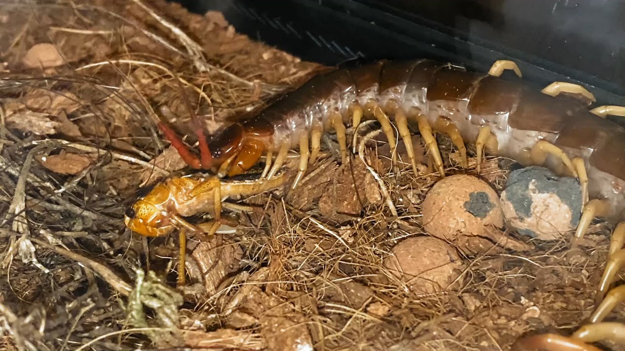 Scolopendra subspinipes, giant centipede killing and devouring a ...