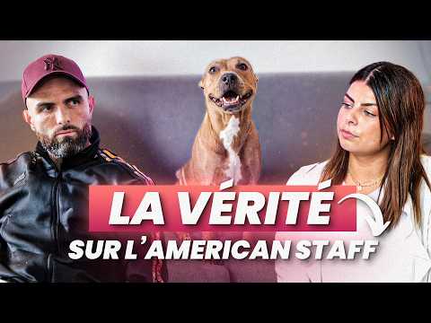 Peut-on vivre normalement avec un American Staff ?