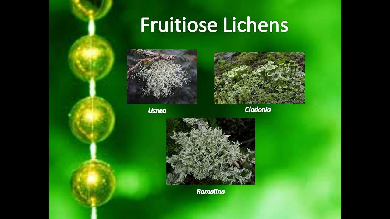 Structure of Lichens - YouTube
