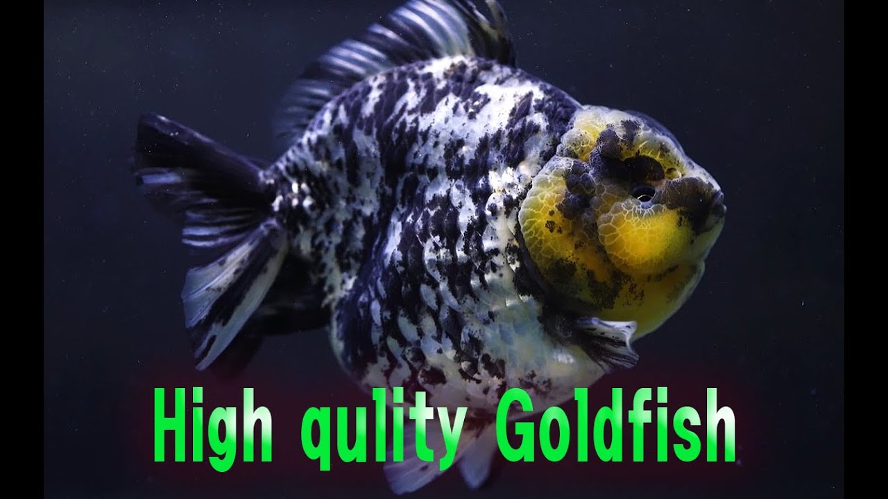 High quality goldfish - YouTube