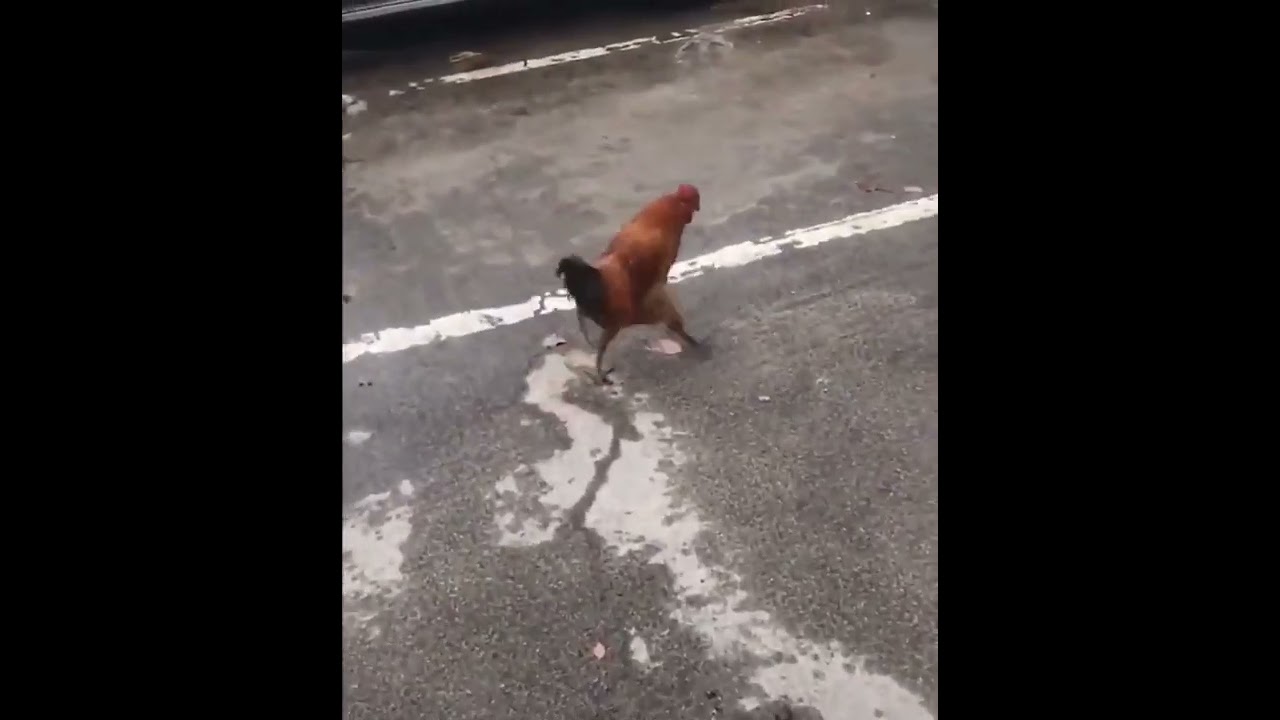 Zoki Humor - YouTube