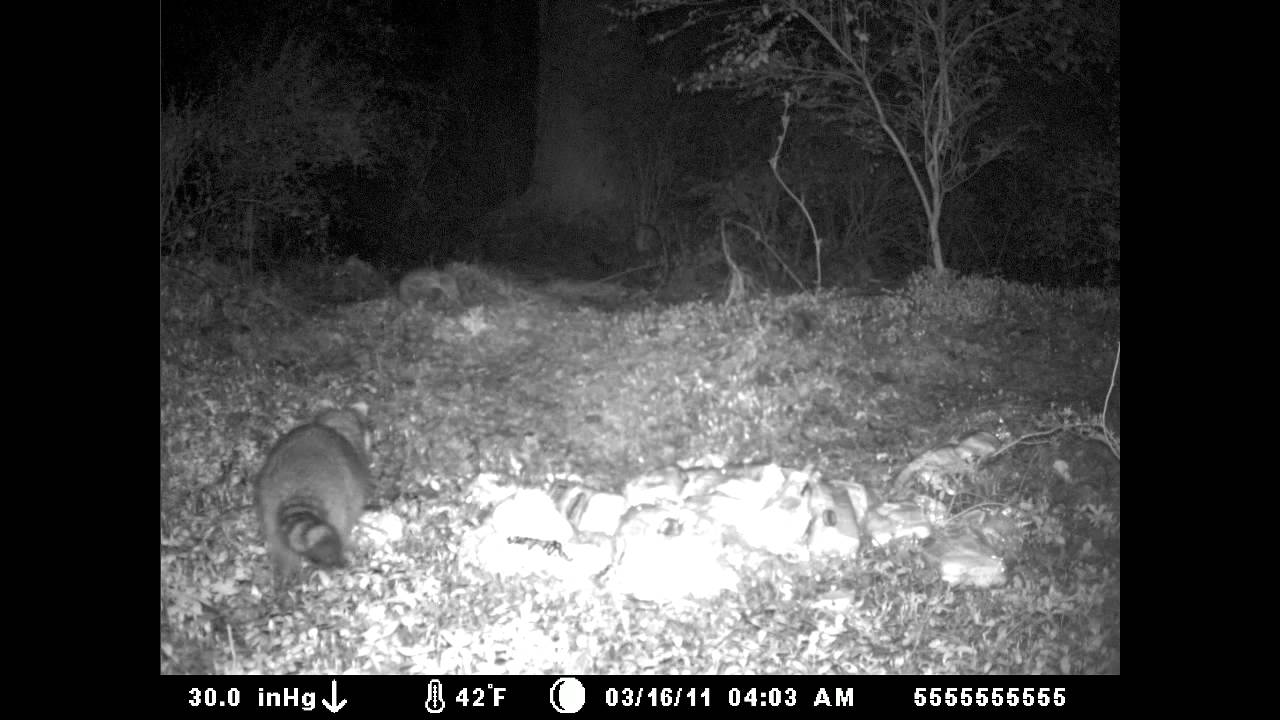 Moultrie DGS-160 Game Camera - Fox and Raccoons 3-16-2011 - YouTube