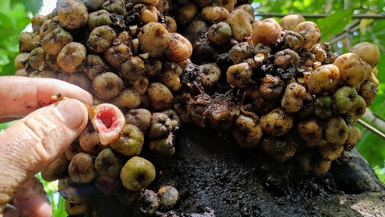 Cauliflorous Jungle Fig is pink inside and surprisingly tasty - YouTube