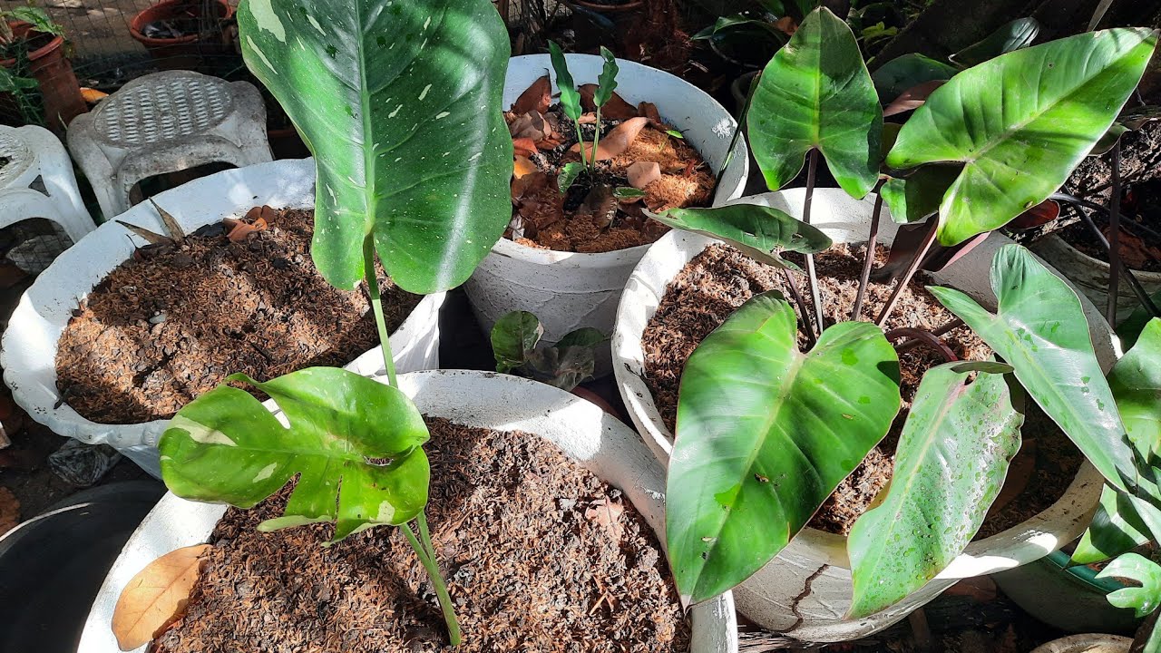 New package from Juvy's Garden. Why is the dialect not Tagalog? Cheers to all Bisaya! - YouTube