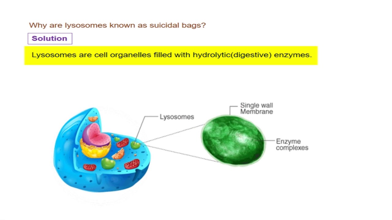 NCERT Solution for Class 9th Biology Cell Q2 - YouTube