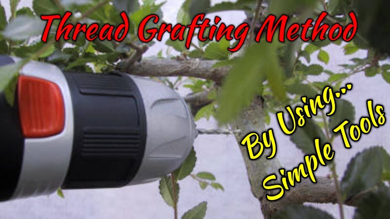 Thread Grafting Method By Using Simple Tools. / Grafting Technique ...