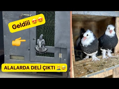 MAVİ BONCUKK 😍 BU UÇUMDA ALALAR ÇILDIRDI KUŞLARI DURDURAMIYORUZ 😅 Taklacı Güvercin Oyunkuşu