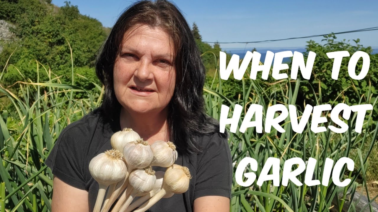 How To Harvest & Cure Garlic For LONG TERM STORAGE - YouTube