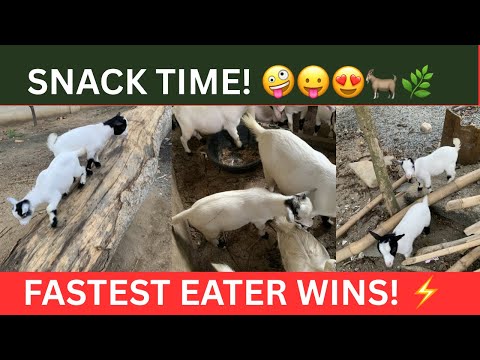 Baby Goat Snack Time — The Fastest Little Eater Wins! 🐐🌿 (Live)