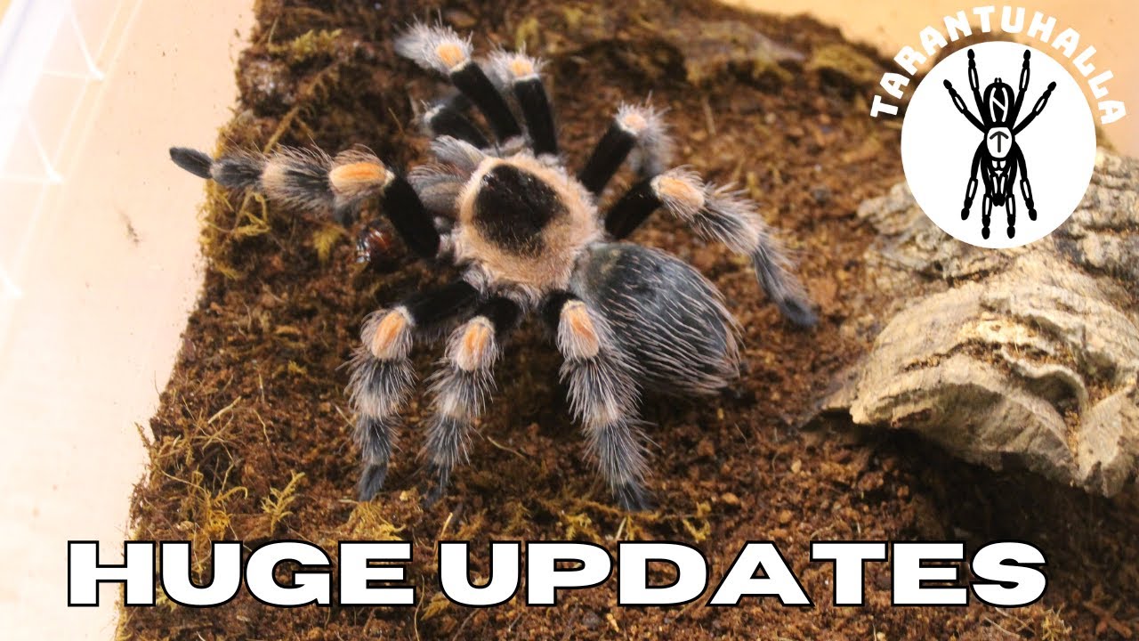 Ups and downs in my tarantula collection - YouTube