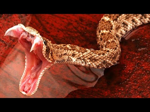 Pivna snake jaisalmer Rajasthan, very dangerous snake , human 1 time ...