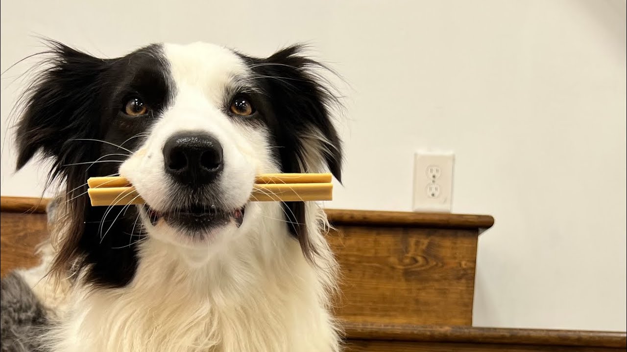 The most important command! The STAY command saves lives. - YouTube