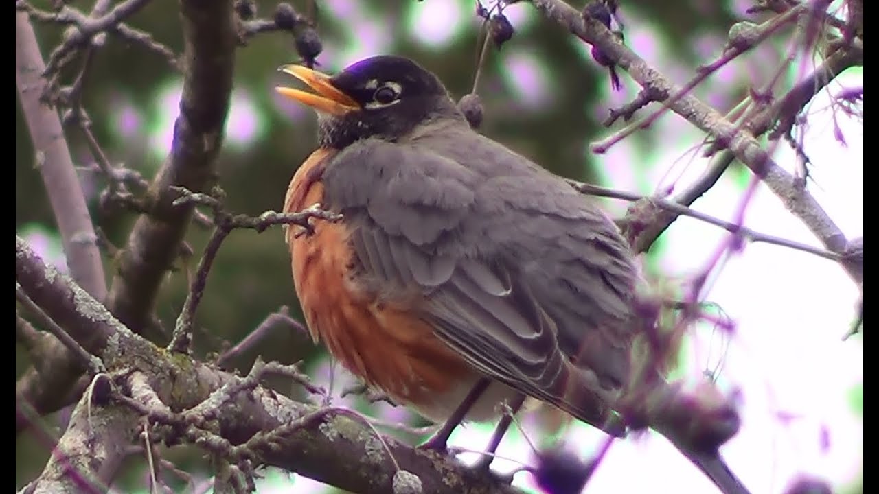 Robin Preening Pooping & Scratching HQ HD - YouTube