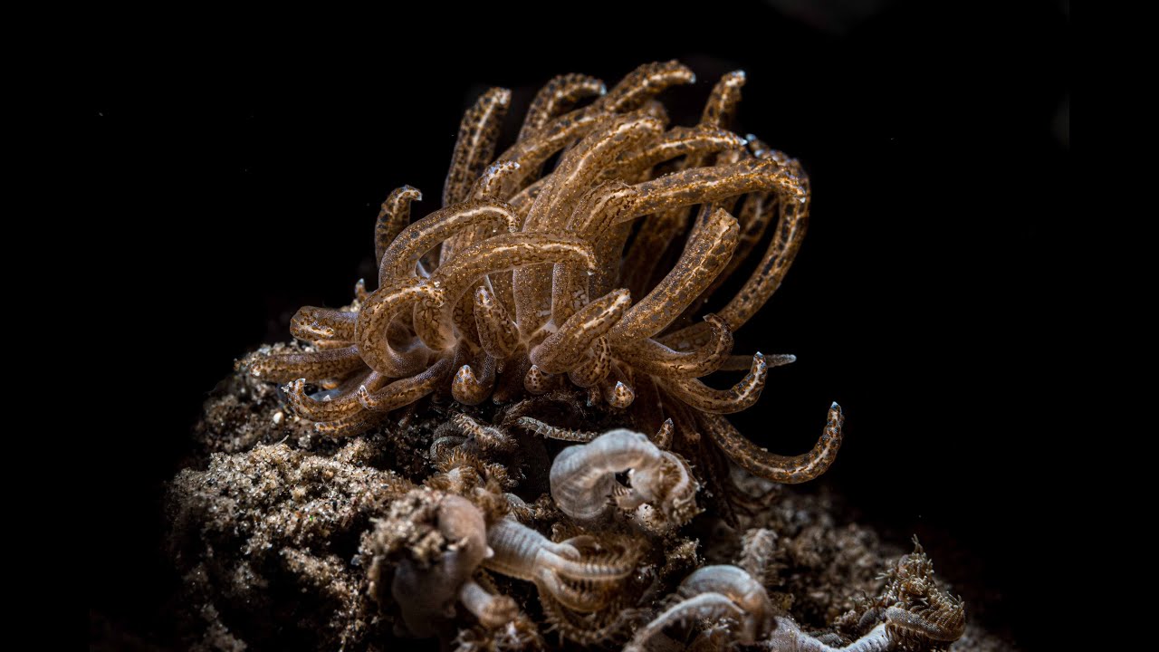 Phyllodesmium crypticum 4K - YouTube