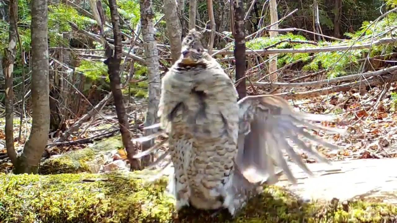 Watch a ruffed grouse 'drum' in the Maine woods - YouTube