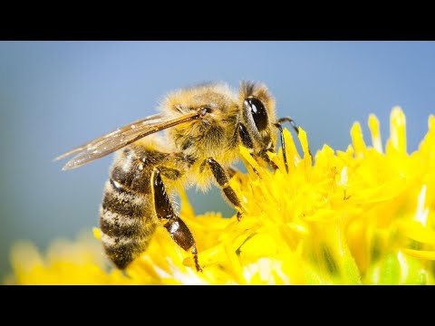 Bulaşıcı olmayan arı hastalığı.1.Dizanteri =Adi ishal.