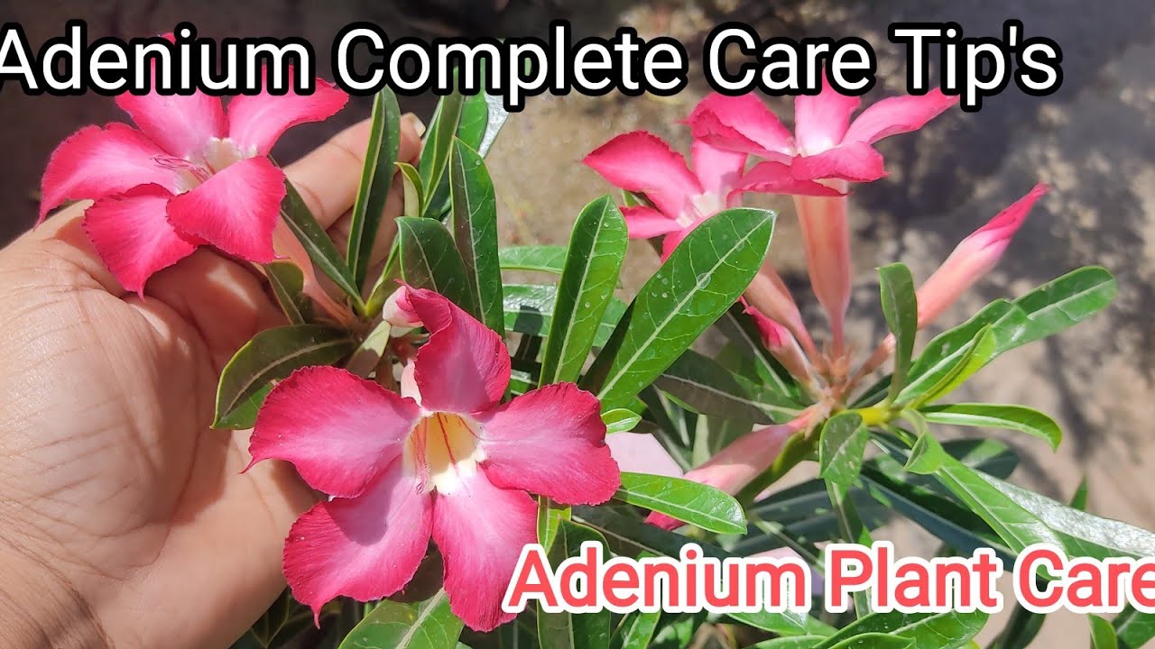 Adenium Plant Care / Adenium Complete Care & Tips / Desert rose Care # ...