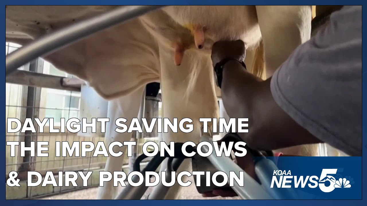 Daylight Saving Time can impact cows and milk production - YouTube
