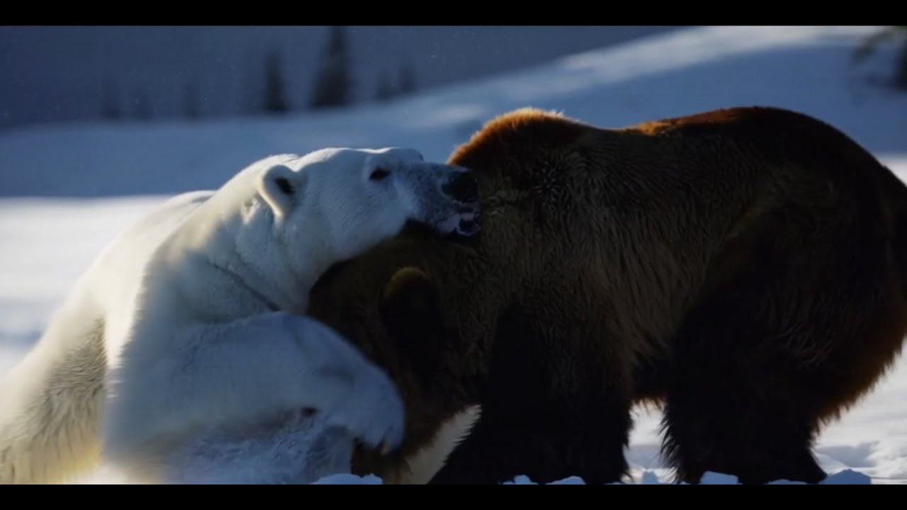 Rare Battle Grizzly bear vs Polar Bear fight! - YouTube