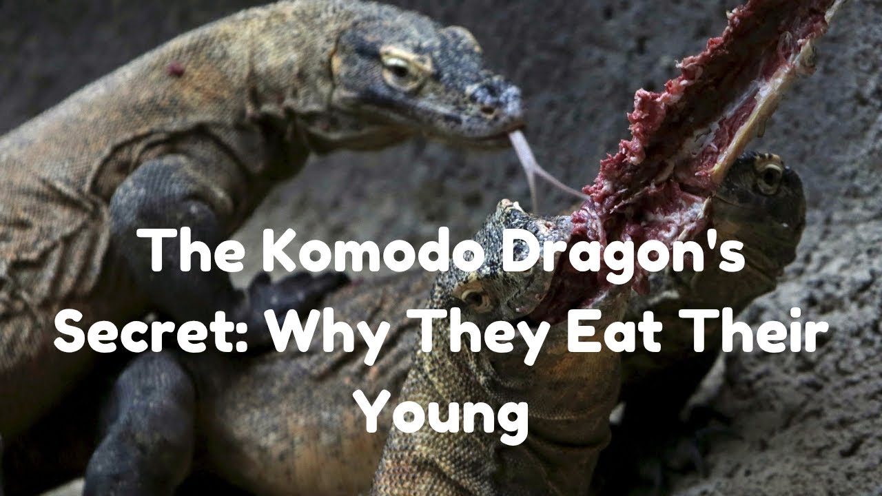 The Komodo Dragon's Secret: Why They Eat Their Young #Nature # ...