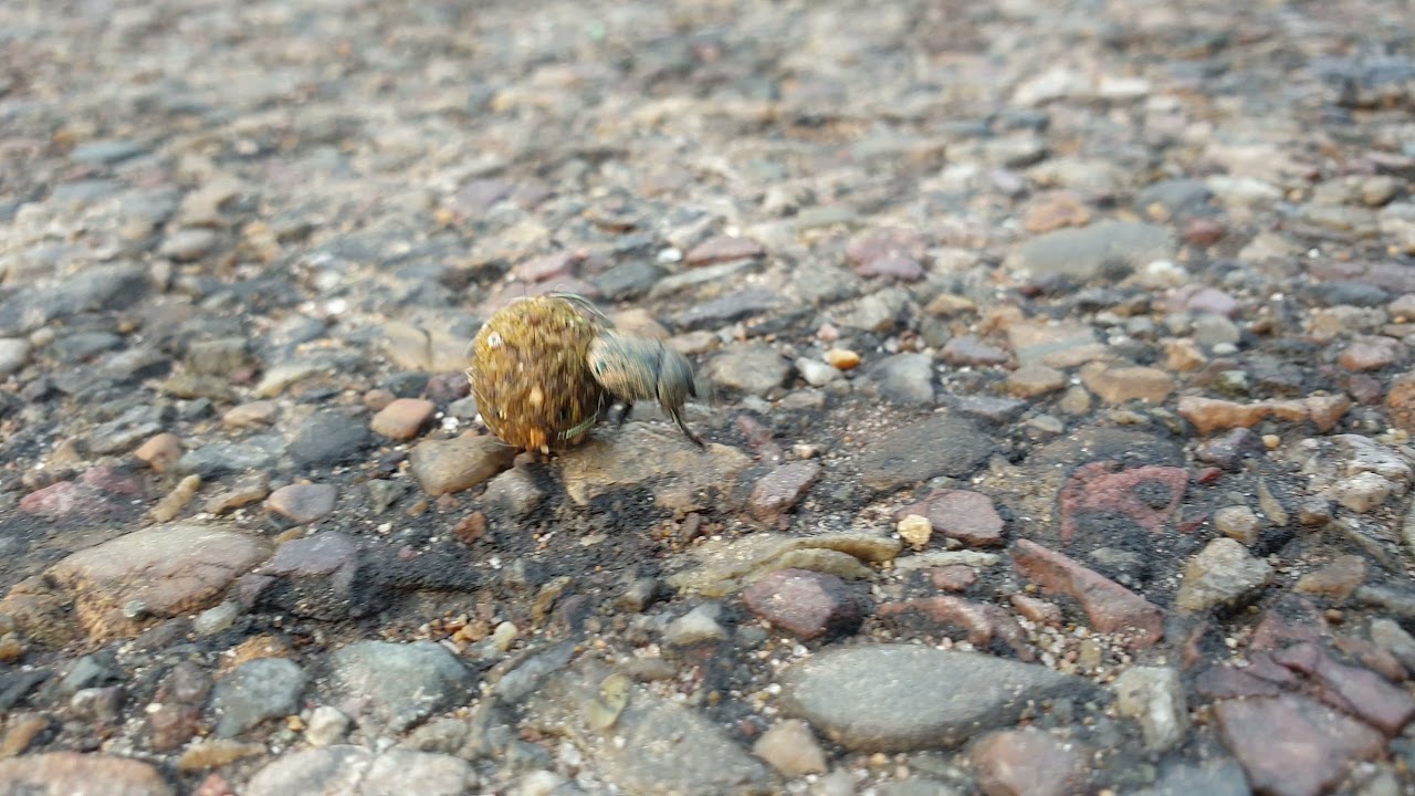 STRONGEST ANIMAL ON PLANET. POWERFUL INSECT. DUNG BEETLE🐞 🐞. PUSHING ...