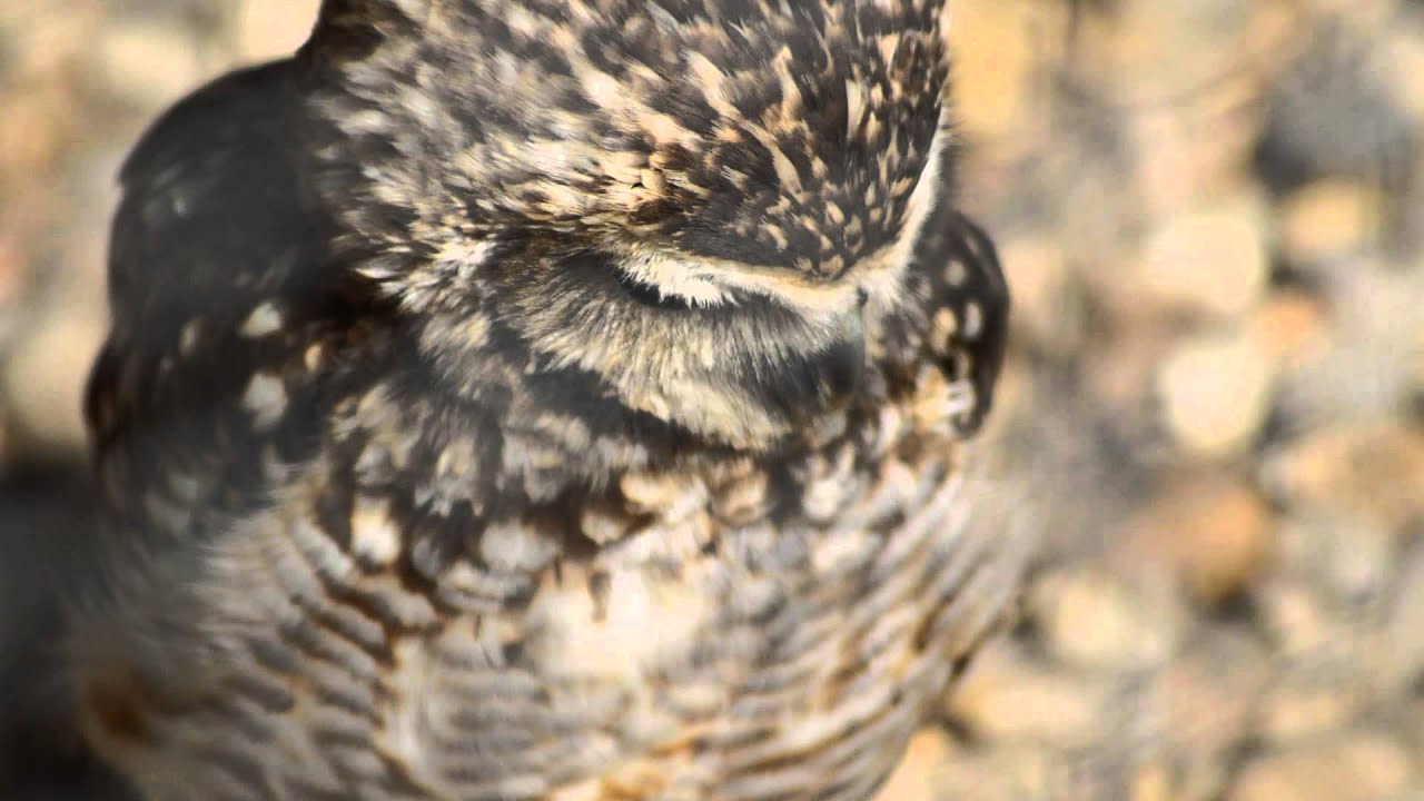 burrowing owl sound - YouTube