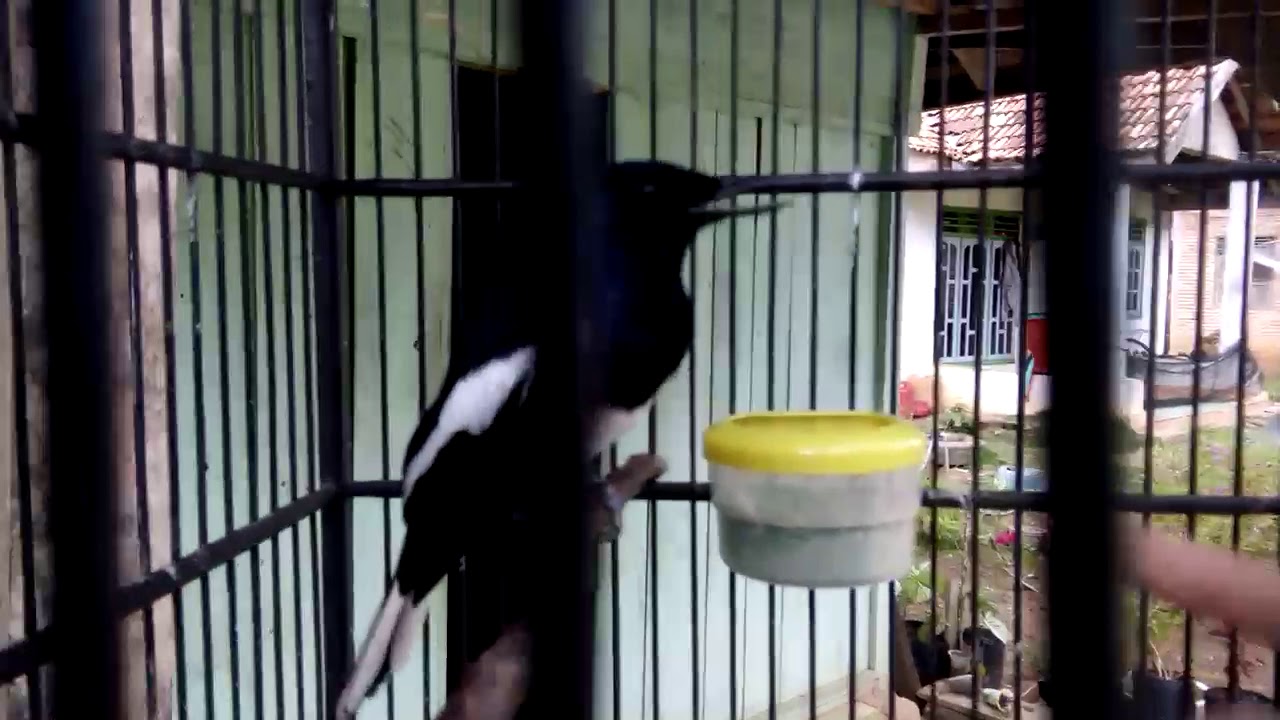 Burung Kacer Ganas - YouTube
