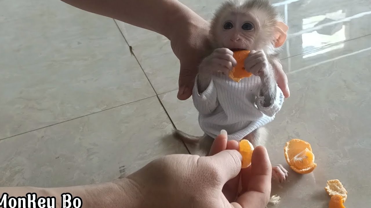 Baby monkeys are taken care of by their adoptive fathers every day ...