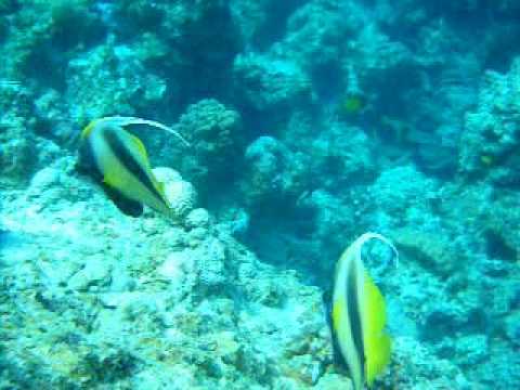 plongée à djibouti au nord de l' île moucha .MPG - YouTube