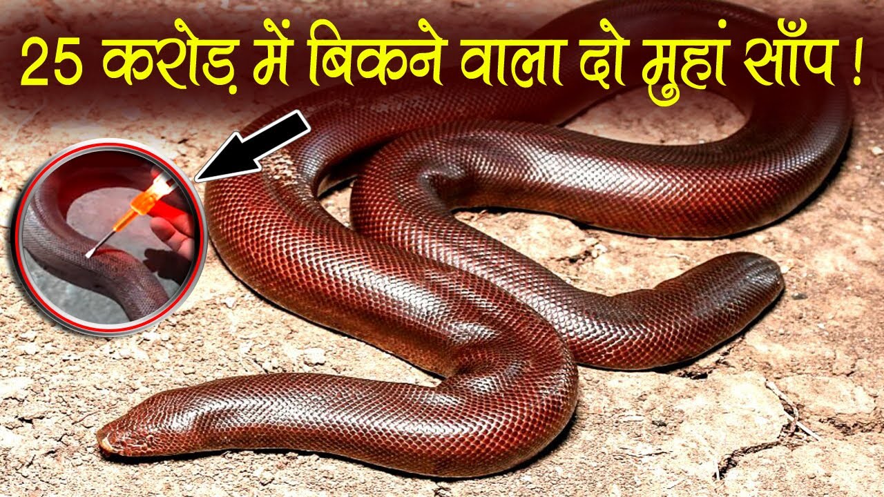 Two faced snake sold for 25 crores | Sand Boa Snake Reality & Myth ...