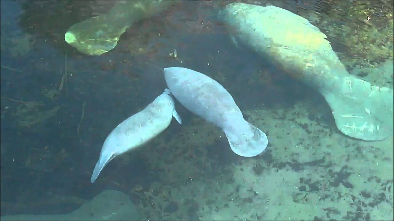 Manatees: Youngsters at Play - YouTube