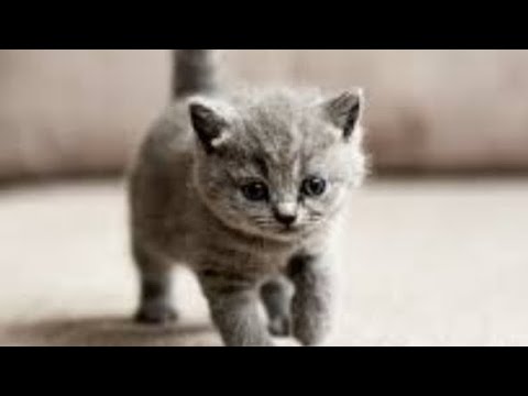c quoi votre animal préférer ? - YouTube