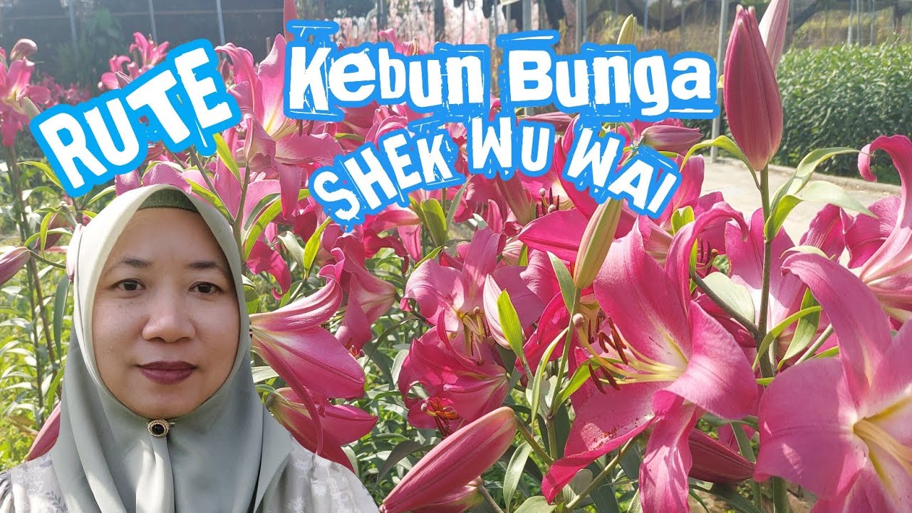 RUTE ke kebun Bunga Shek Wu Wai || Shun sum Yuen Farm di Yuen Long ...
