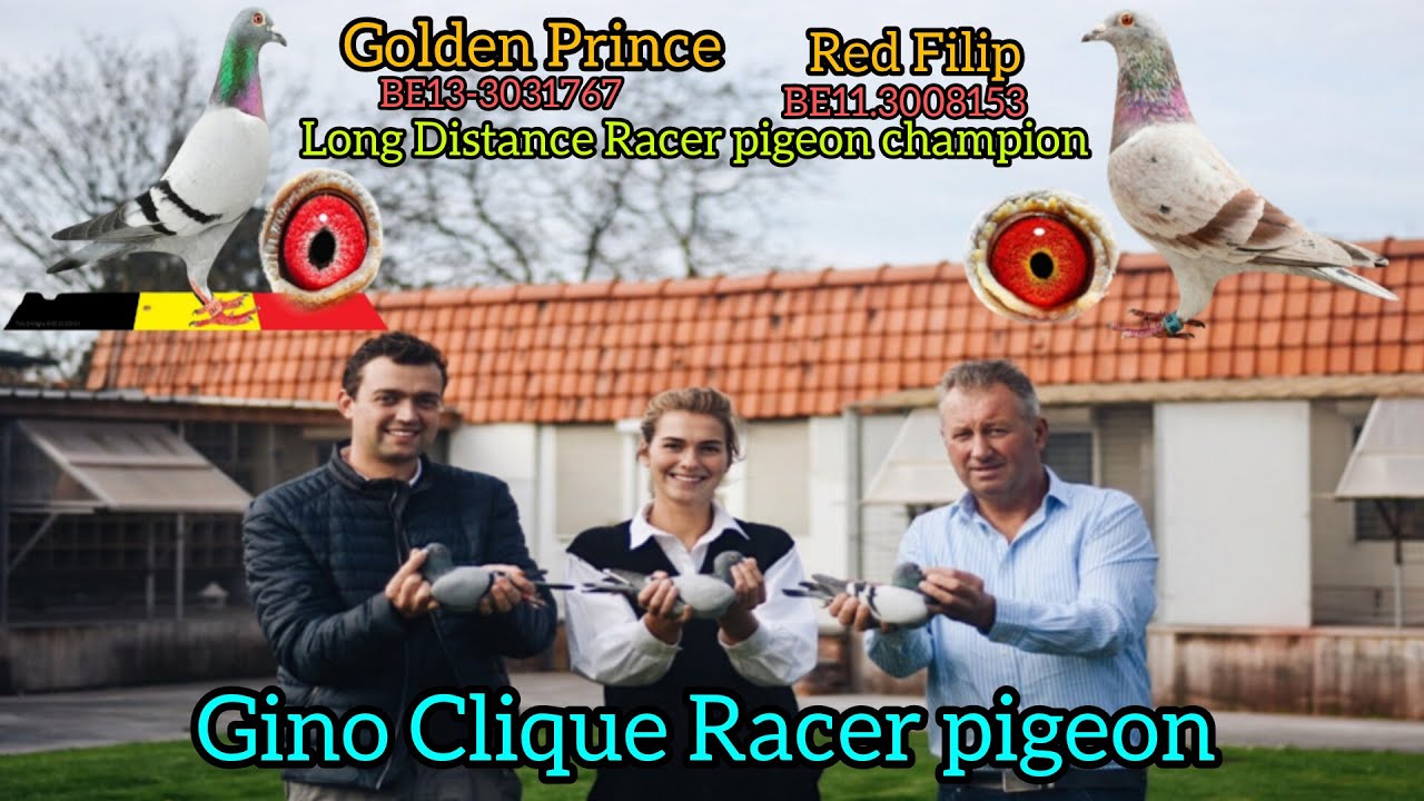 Gino Clique Racer pigeon | Golden prince Racer pigeon| Extreme Long ...