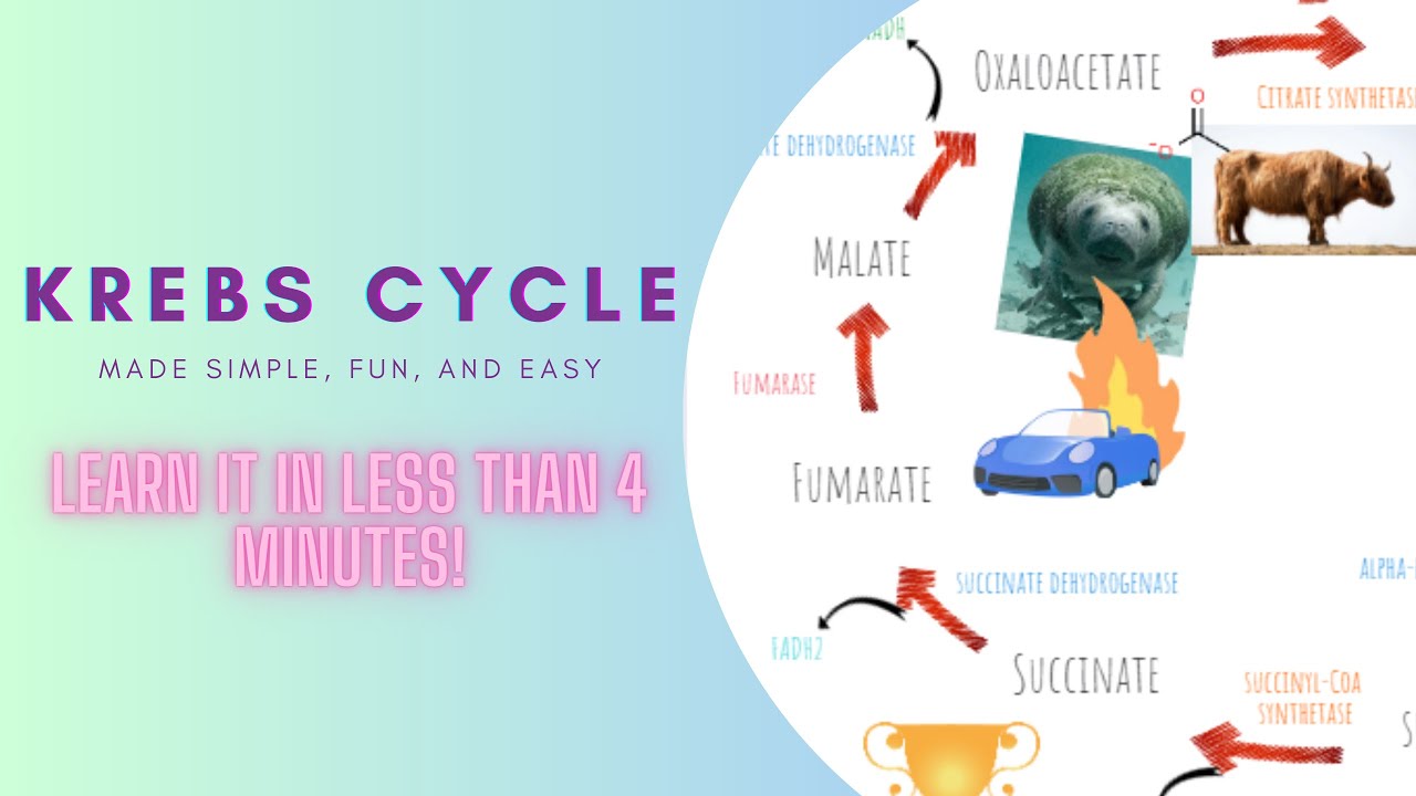 Biochemistry: KREBS CYCLE/CITRIC ACID CYCLE/TCA made simple: easy and ...