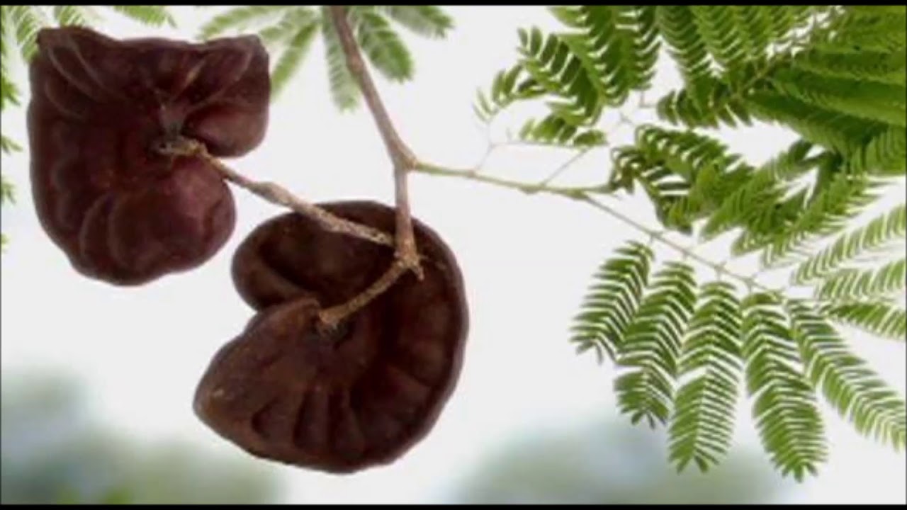 TAMBORIL- Enterolobium contortisiliquum (Vell.) Morong - YouTube