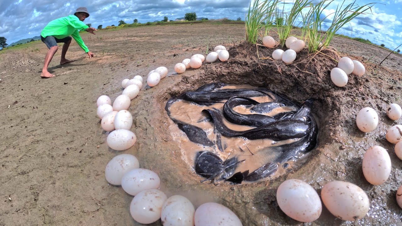 WOW amazing - A man catch a lot of fish & pick duck eggs in a small ...