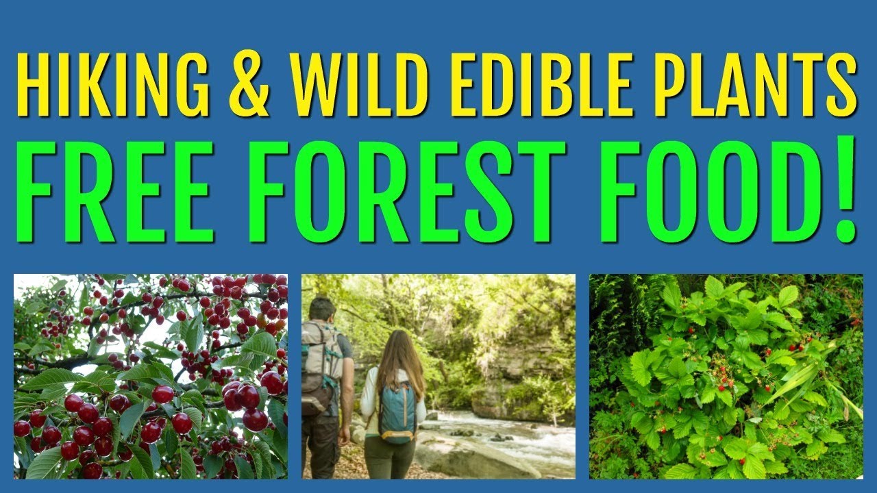 Hiking and Finding Wild Edible Plants - Free Forest Food! - YouTube