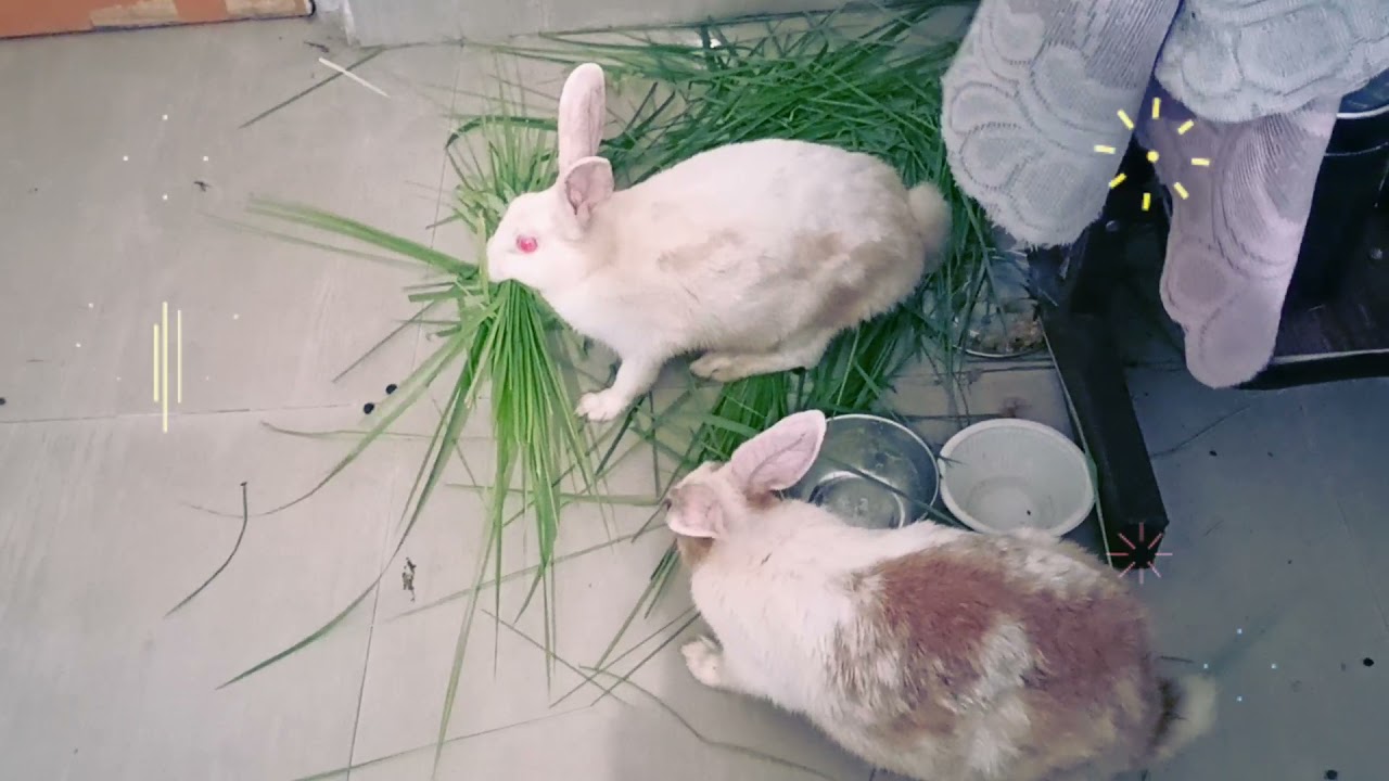 Pregnant Rabbit Behaviour | How to know your rabbit is pregnant | First ...