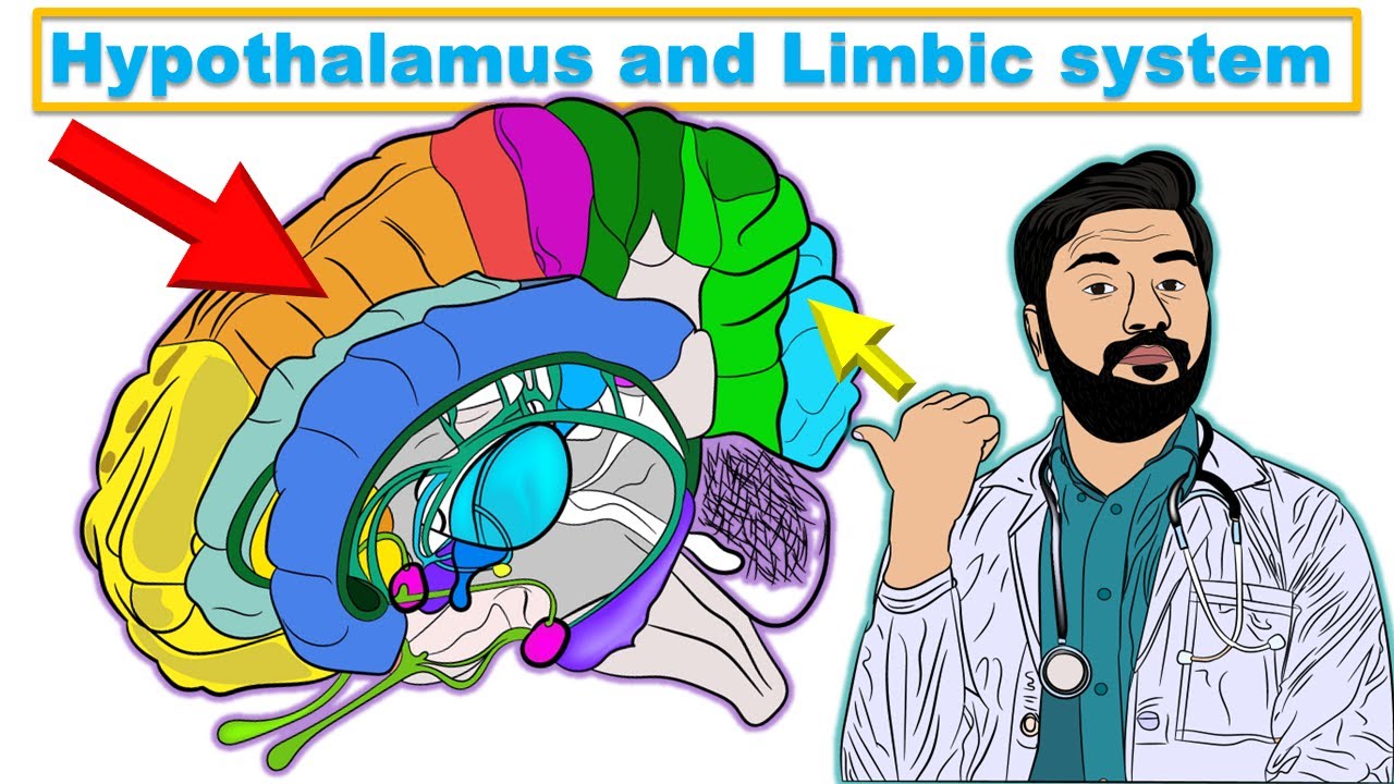 Mastering physiology of Limbic system and Hypothalamus in just 5 ...