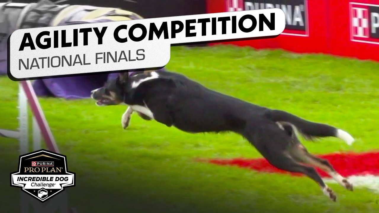 Incredible Dog Challenge: Large Dog Agility Competition National Finals ...