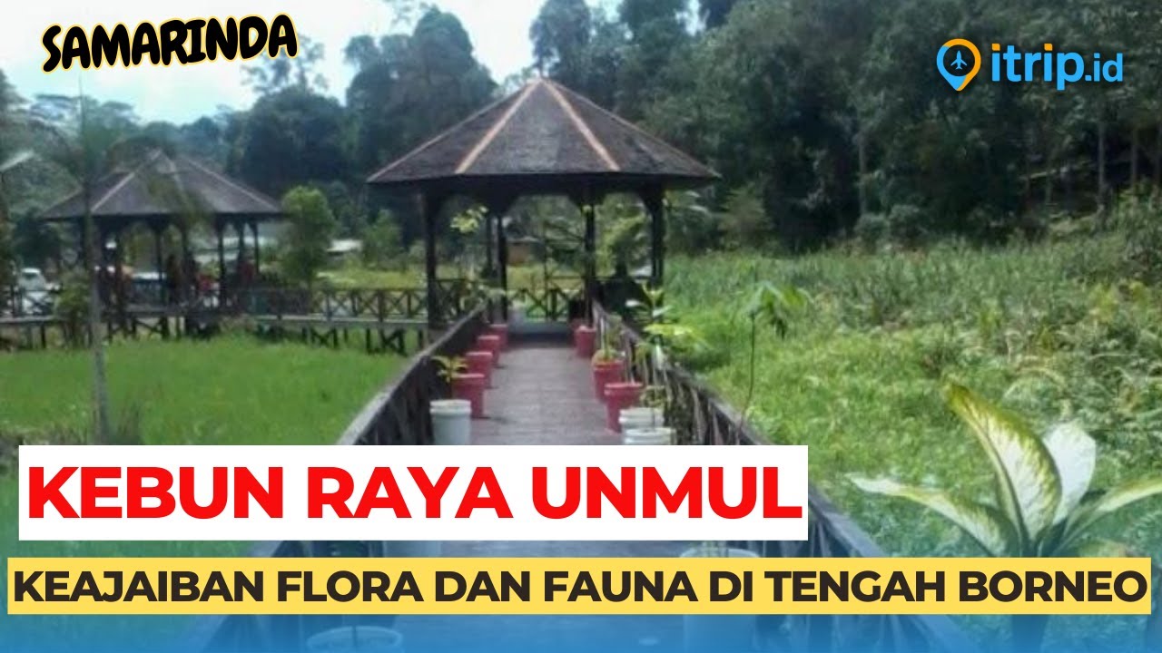 Kebun Raya Unmul: Menjelajahi Keanekaragaman Flora di Samarinda ...
